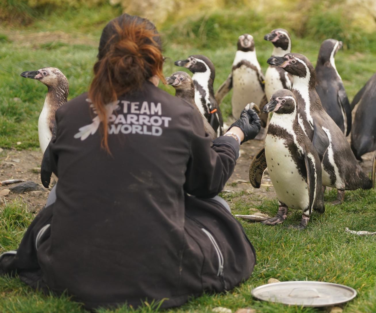 Devenir soigneur animalier : salaire, missions, formations